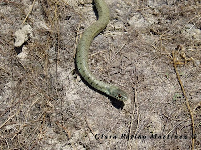 Anfibios y Reptiles de Andalucía: Natrix natrix (Linnaeus, 1758)